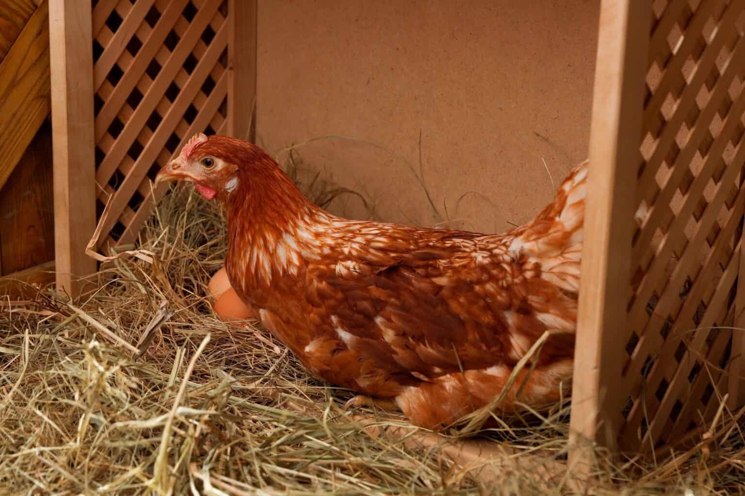 12 Common Chicken Sounds and What They Mean