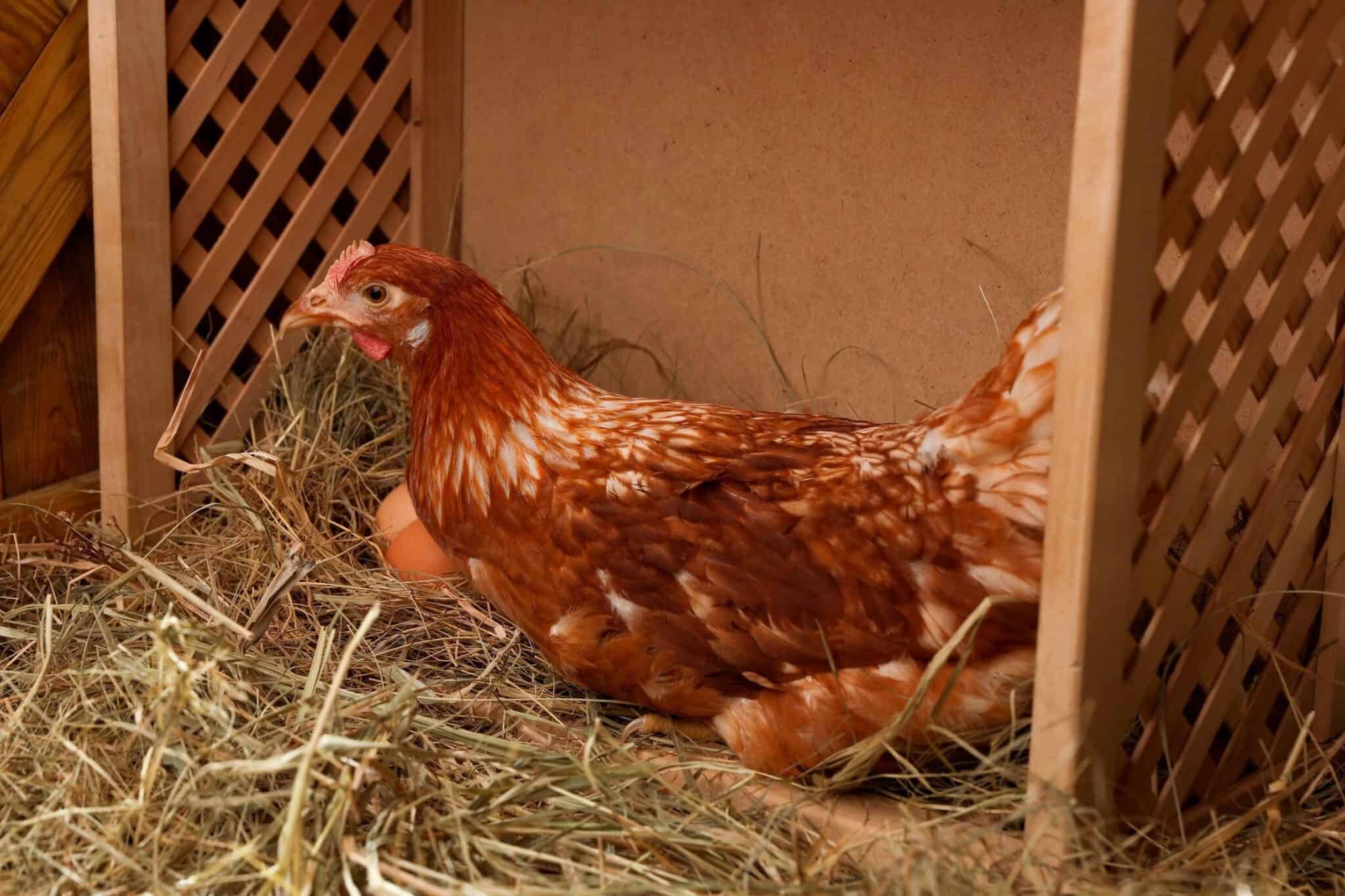 12 Common Chicken Sounds and What They Mean