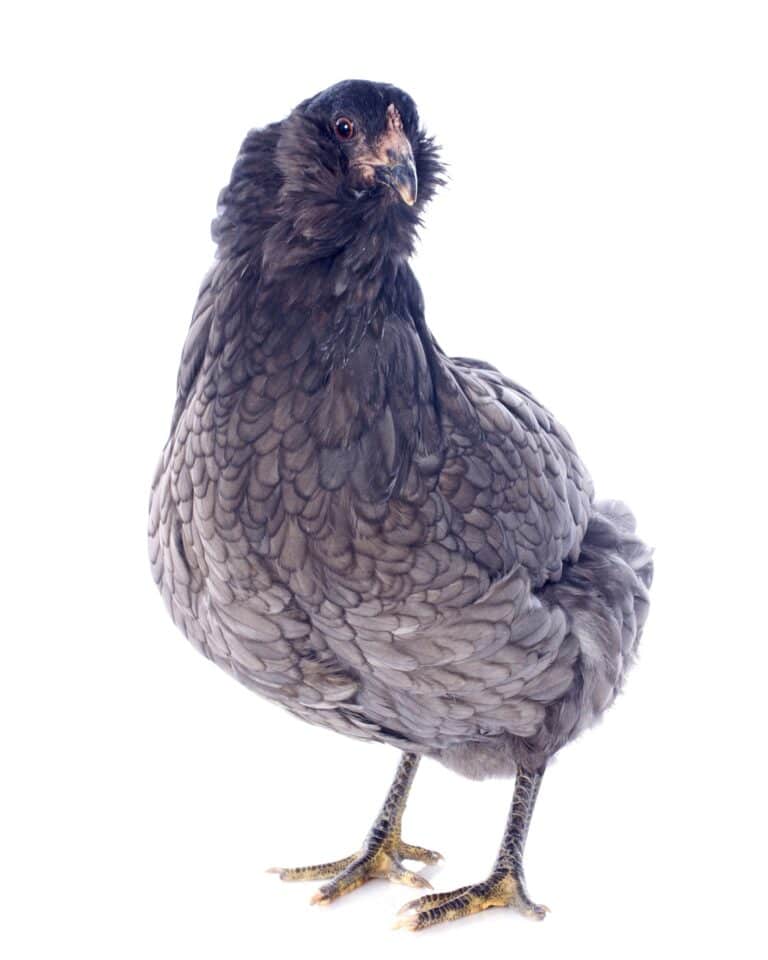 21 Fluffy Chicken Breeds (With Pictures) - Daily Chickens