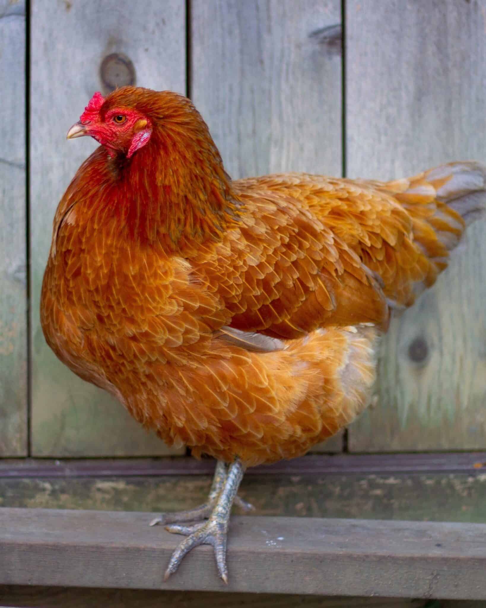12 Chicken Breeds That Lay Green Eggs