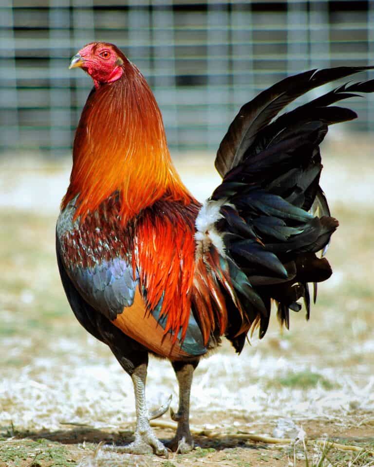 21 Best Fighting Rooster and Gamefowl Breeds
