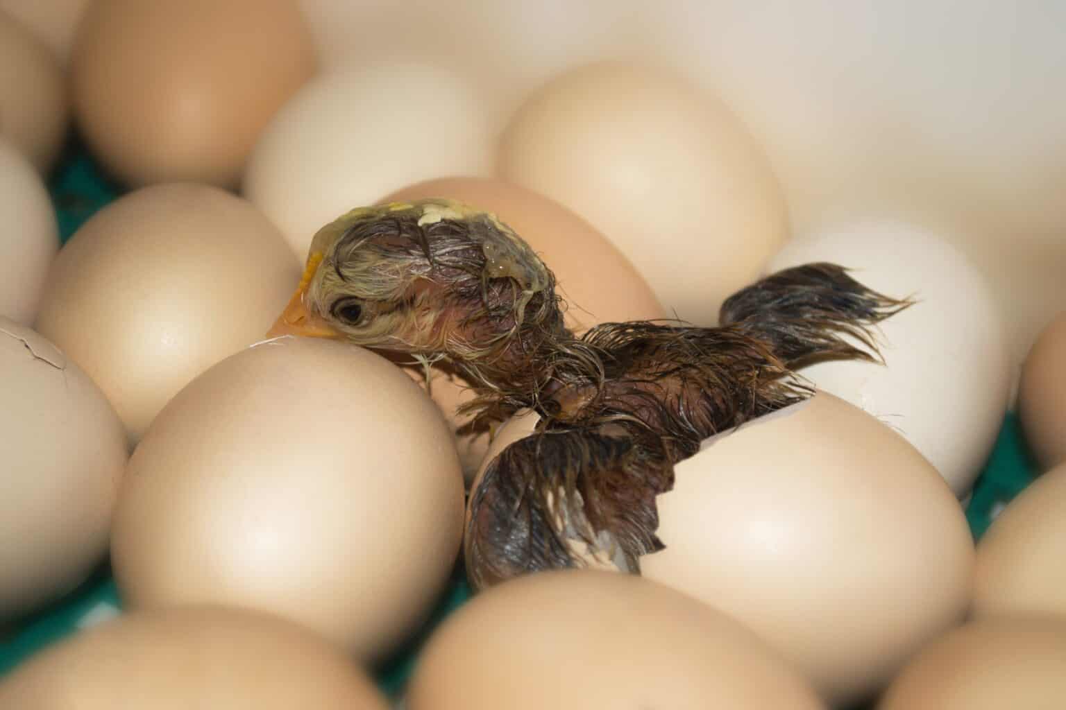 Hatching Chicken Eggs: A Step-by-Step Beginner’s Guide