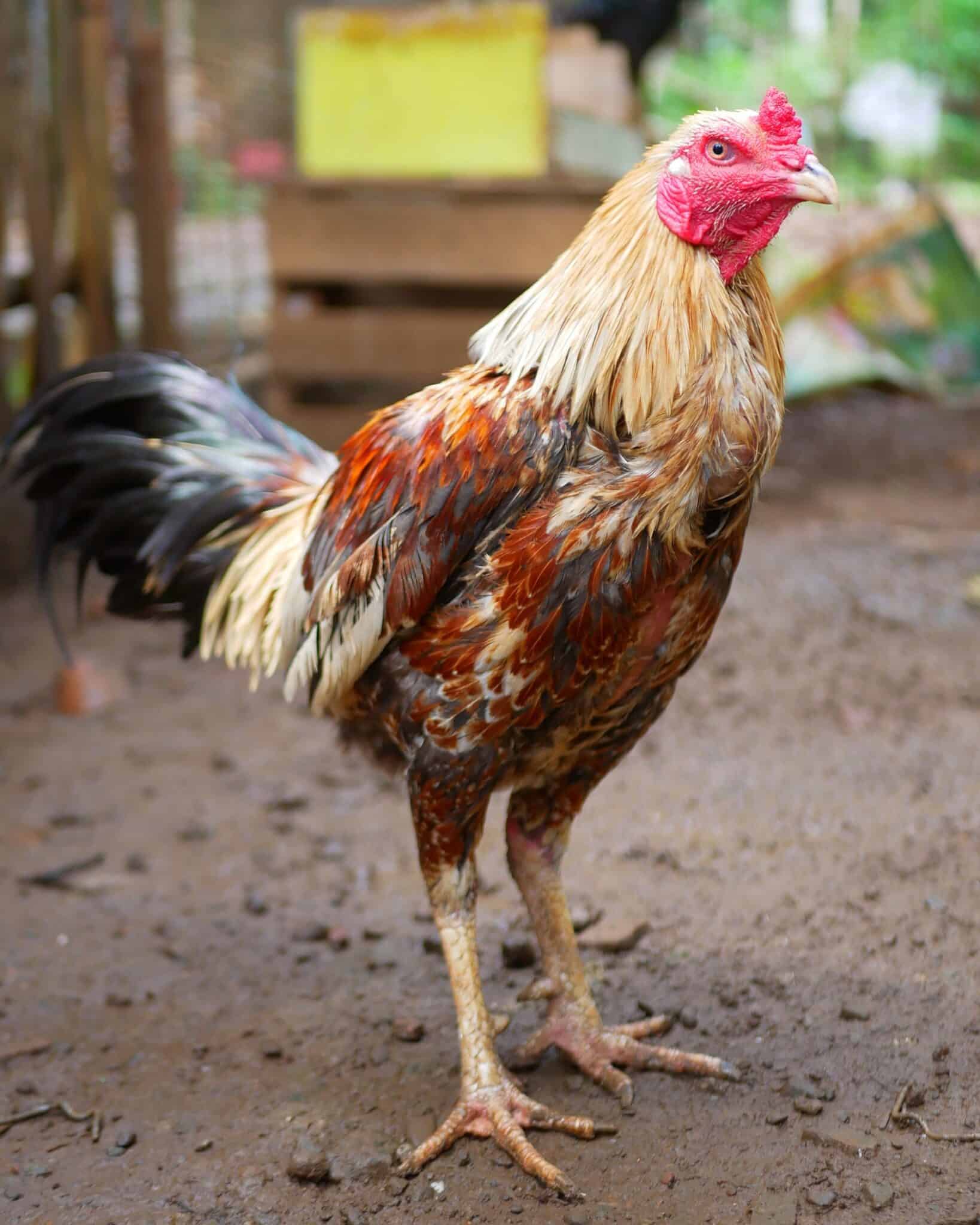 21 Best Fighting Rooster and Gamefowl Breeds