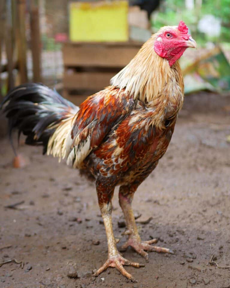 21 Best Fighting Rooster and Gamefowl Breeds