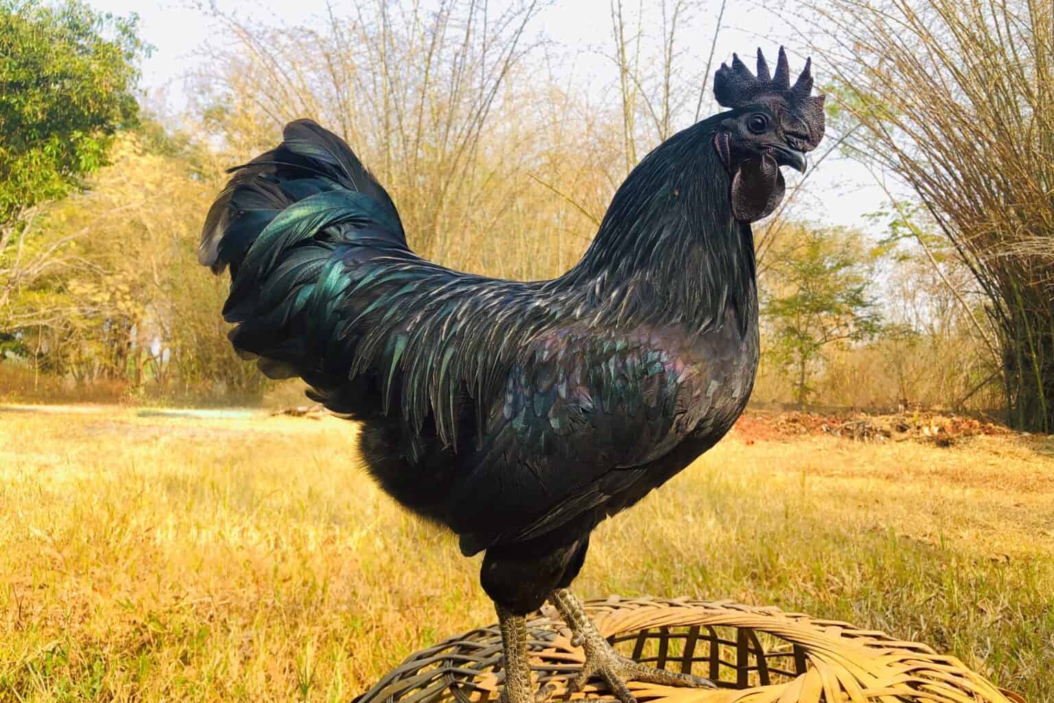 Ayam Cemani: Breed Profile, Egg Laying, Pictures & Facts