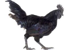 Ayam Cemani: Breed Profile, Egg Laying, Pictures & Facts