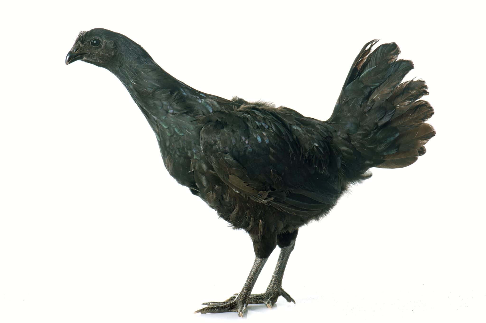 Ayam Cemani: Breed Profile, Egg Laying, Pictures & Facts