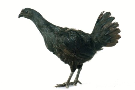 Ayam Cemani: Breed Profile, Egg Laying, Pictures & Facts