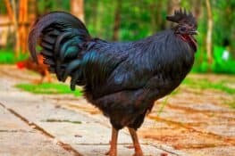 Ayam Cemani: Breed Profile, Egg Laying, Pictures & Facts