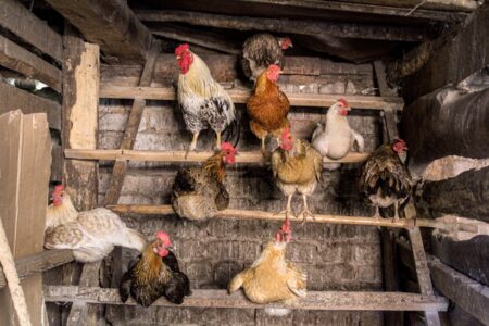 12 Common Chicken Sounds and What They Mean