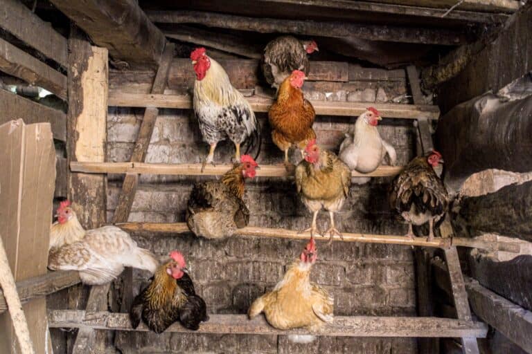 12 Common Chicken Sounds and What They Mean