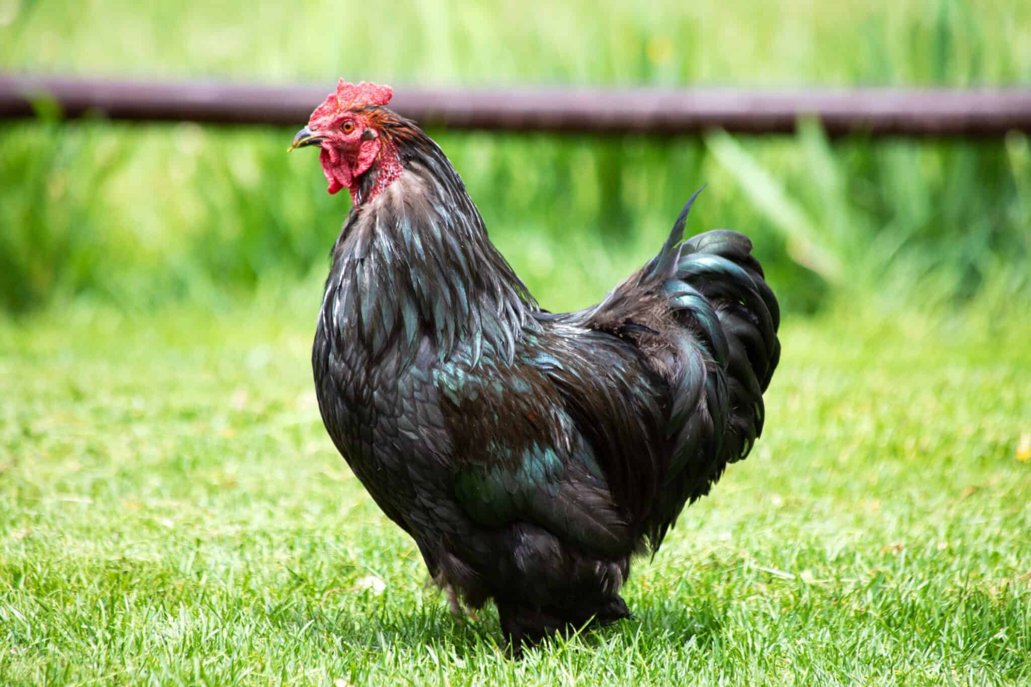 23 Popular Bantam Chicken Breeds
