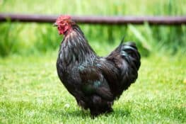 23 Popular Bantam Chicken Breeds