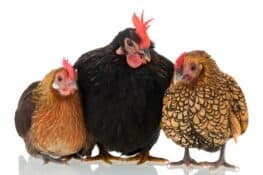 Barred Rock Chicken: Breed Profile, Facts & Pictures