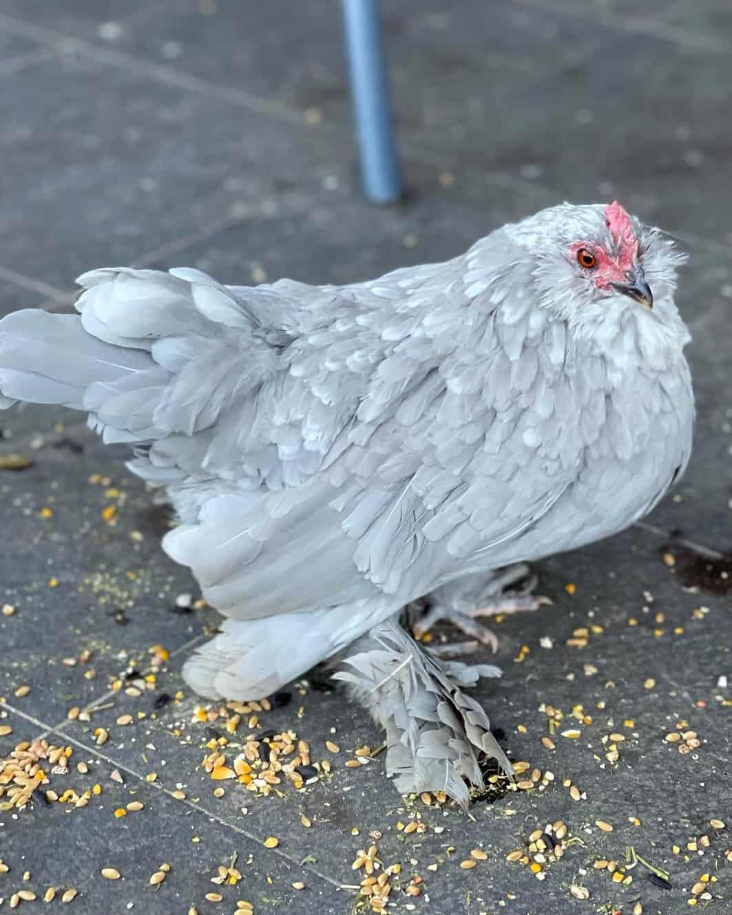 23 Popular Bantam Chicken Breeds