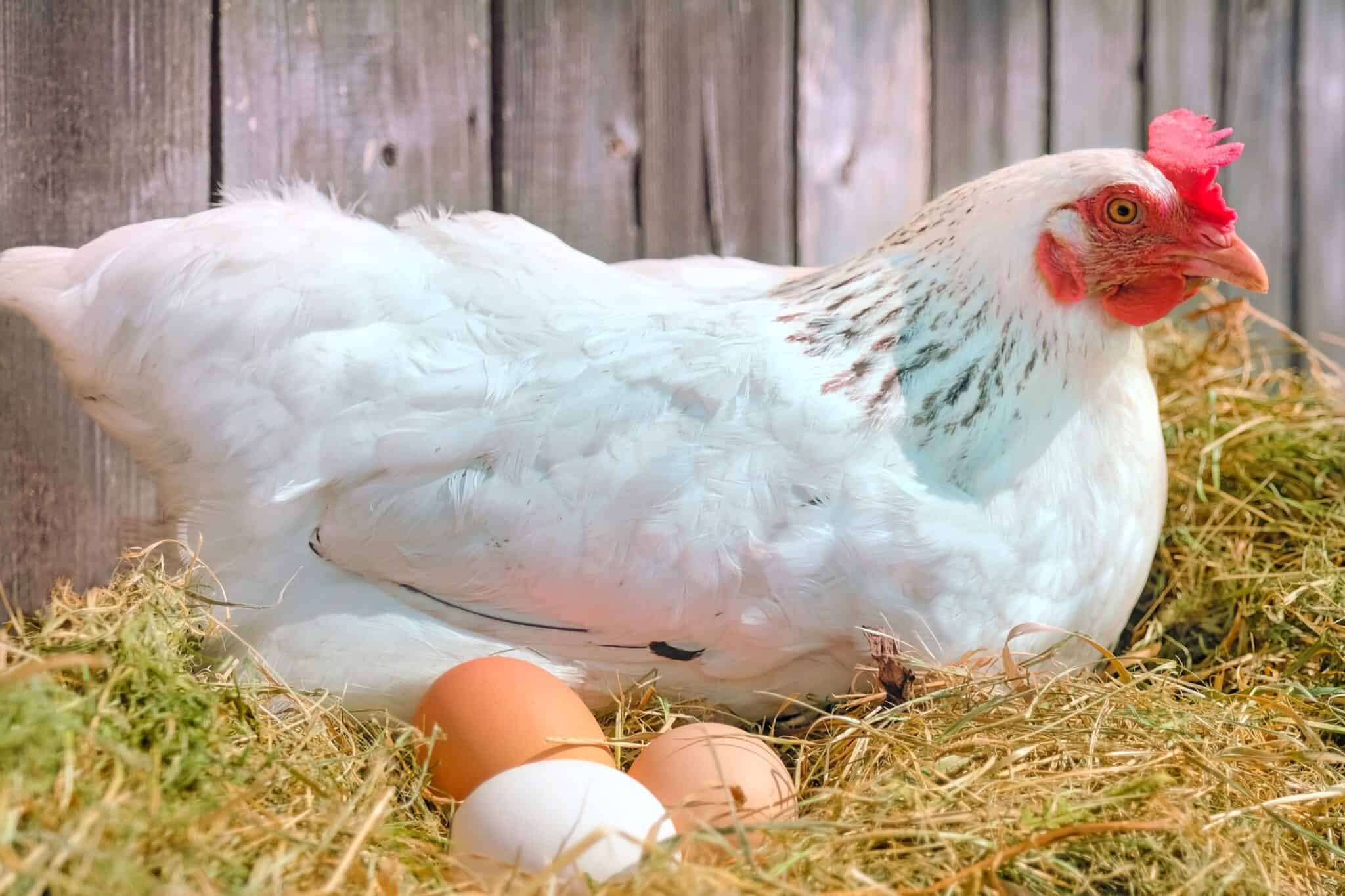 20 Best Chicken Breeds for Eggs (Ranked by Egg Yield)