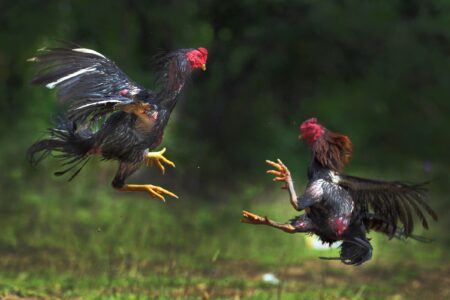 21 Best Fighting Rooster and Gamefowl Breeds