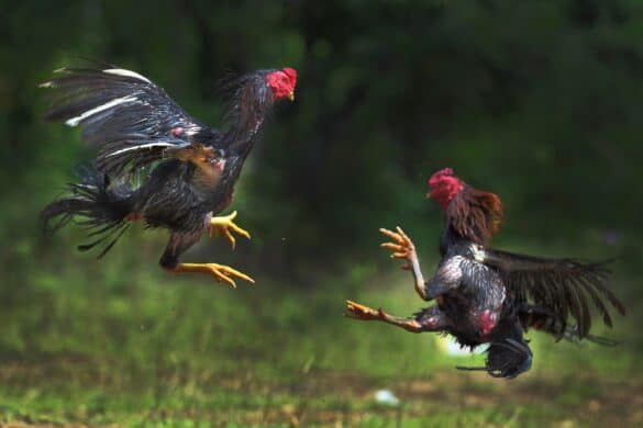 21 Best Fighting Rooster and Gamefowl Breeds