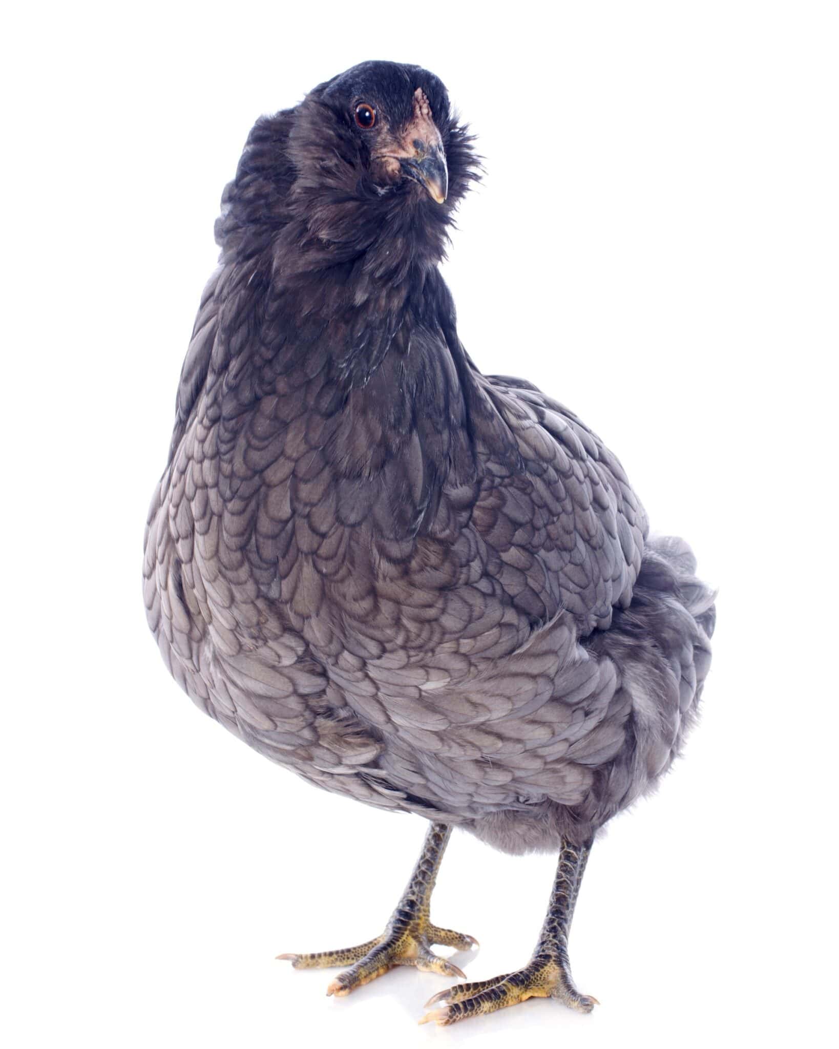 24 Stunning Black Chicken Breeds