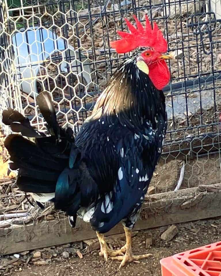 24 Stunning Black Chicken Breeds