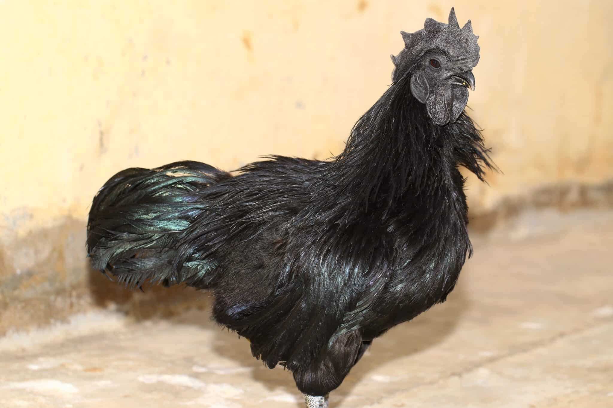 Ayam Cemani: Breed Profile, Egg Laying, Pictures & Facts