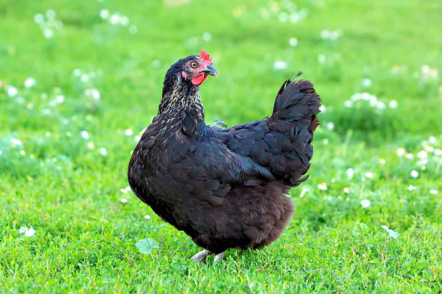 24 Stunning Black Chicken Breeds