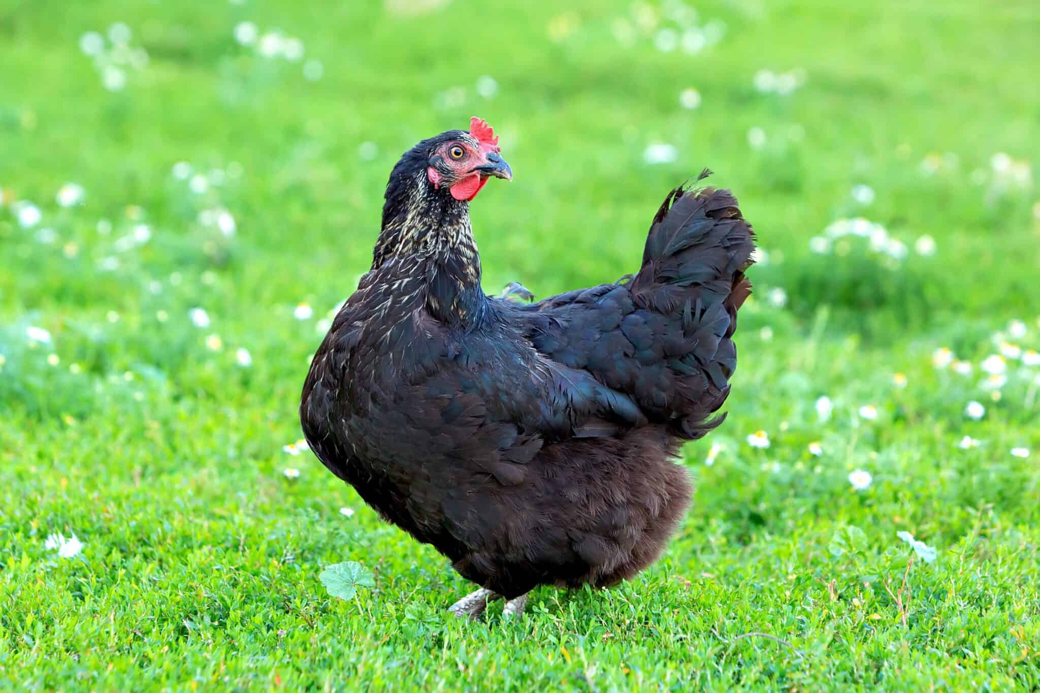 24 Stunning Black Chicken Breeds