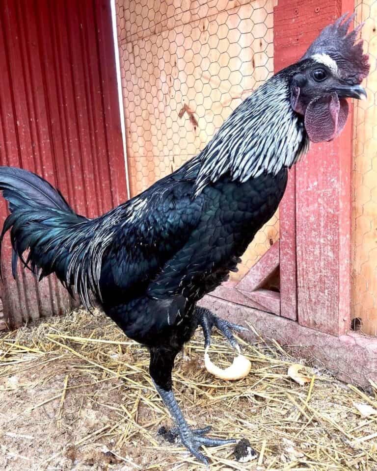 24 Stunning Black Chicken Breeds