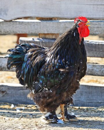 24 Stunning Black Chicken Breeds