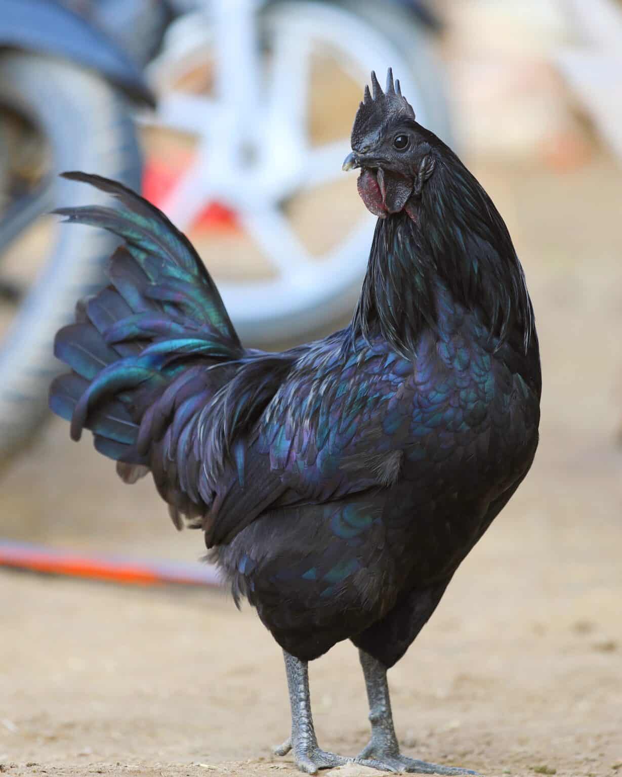 24 Stunning Black Chicken Breeds