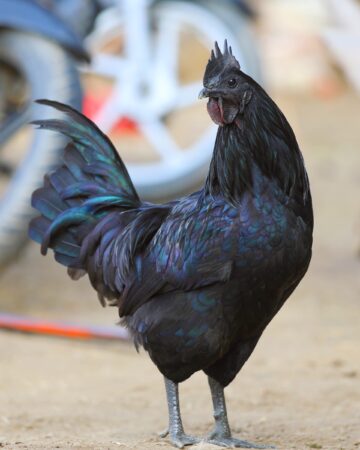 24 Stunning Black Chicken Breeds