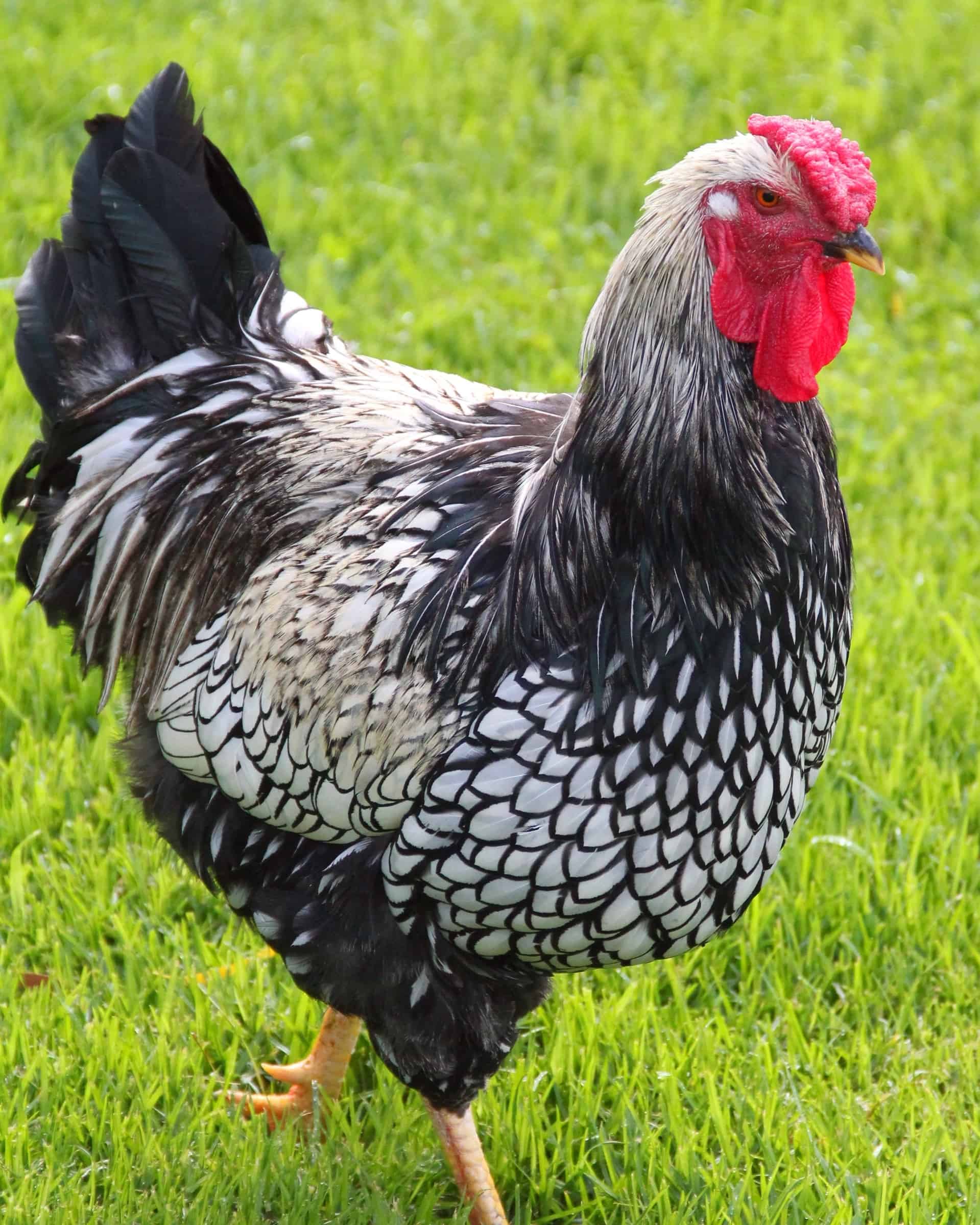 All 19 Black and White Chicken Breeds