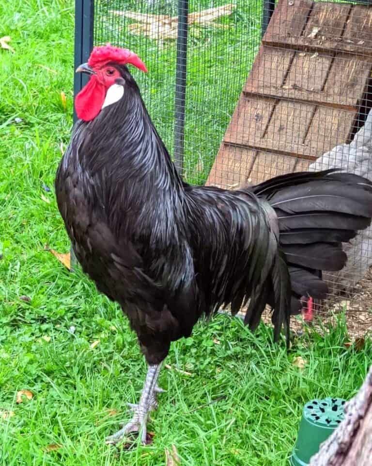 24 Stunning Black Chicken Breeds