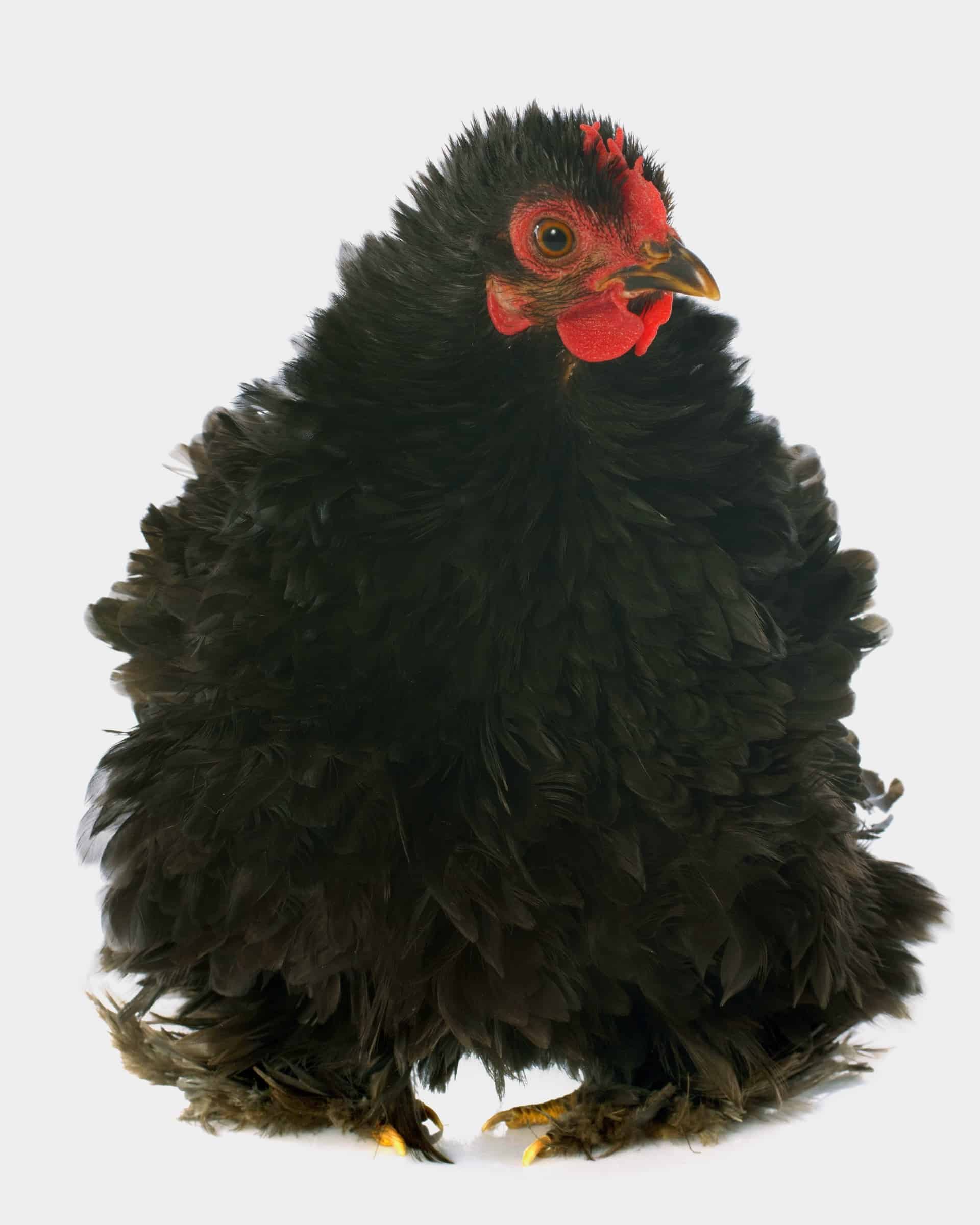 24 Stunning Black Chicken Breeds