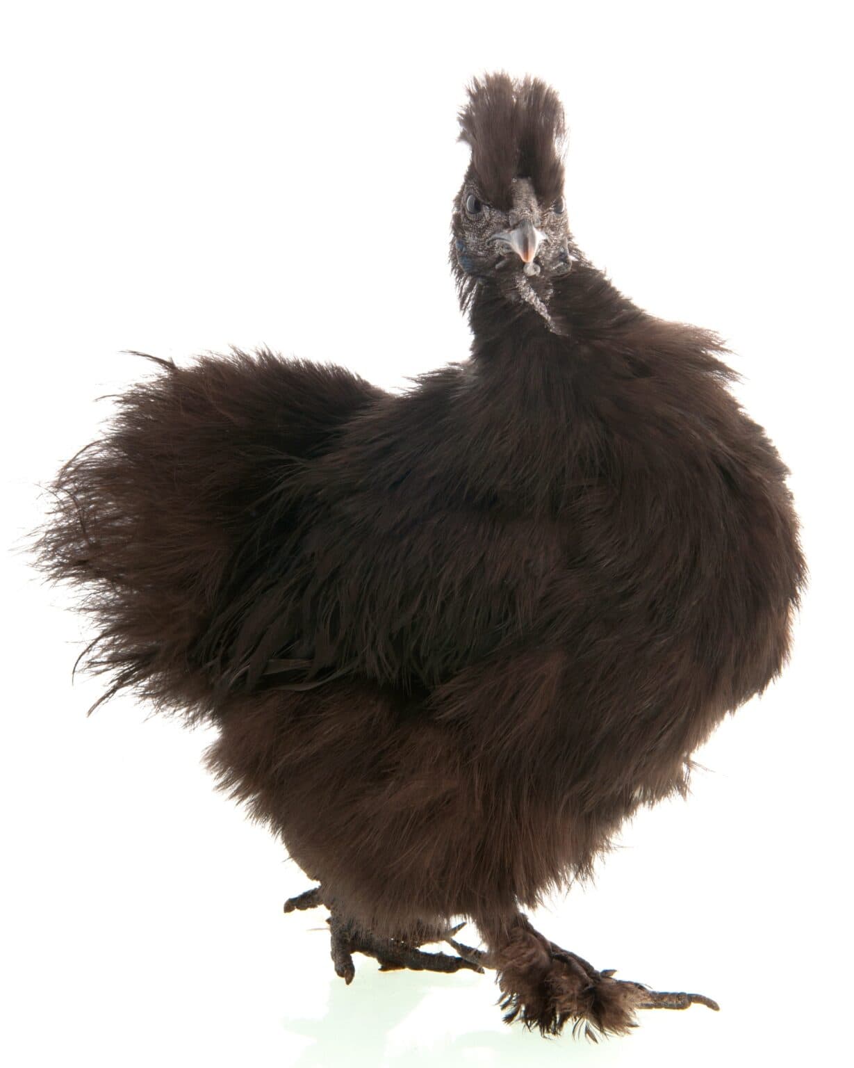 24 Stunning Black Chicken Breeds