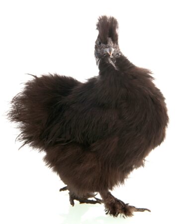 24 Stunning Black Chicken Breeds