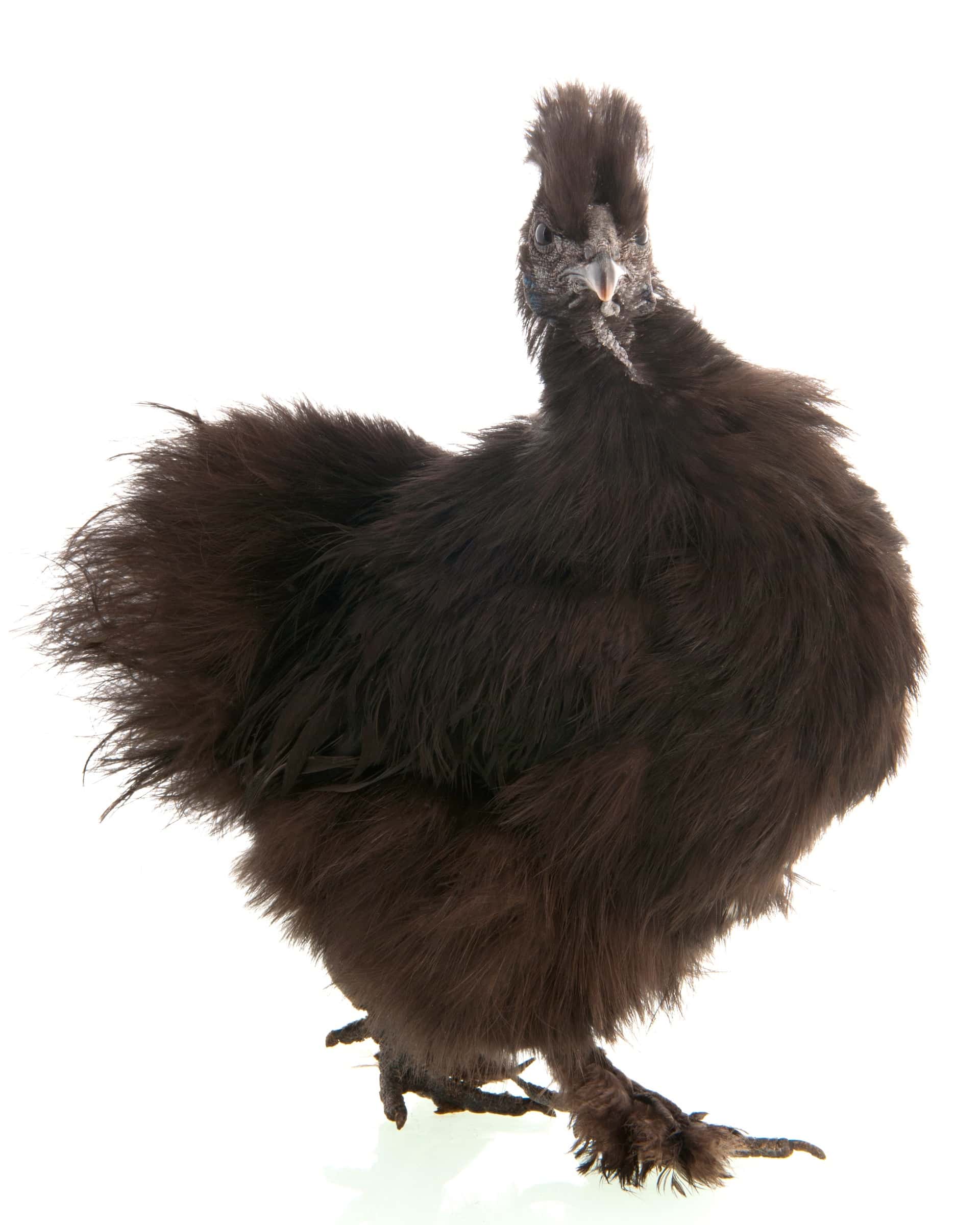 24 Stunning Black Chicken Breeds