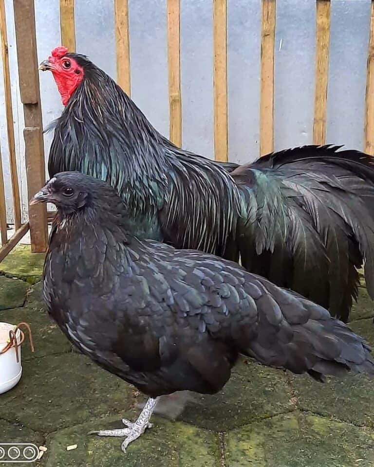 24 Stunning Black Chicken Breeds