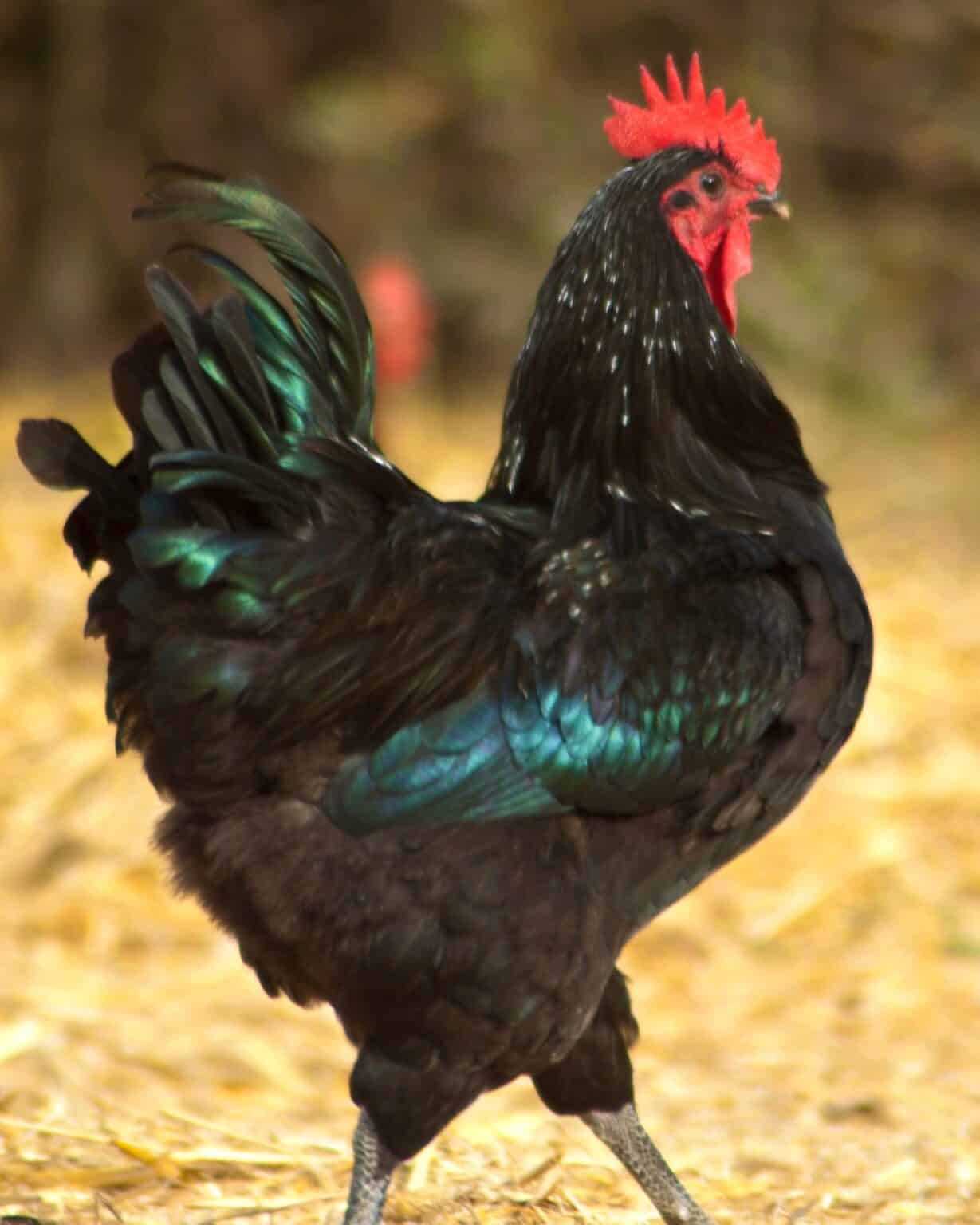 24 Stunning Black Chicken Breeds