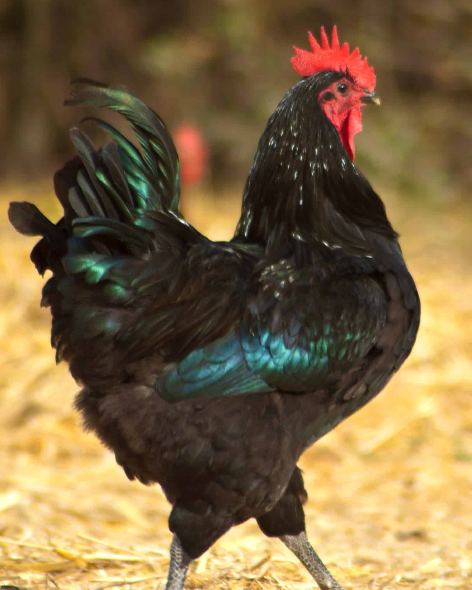 24 Stunning Black Chicken Breeds
