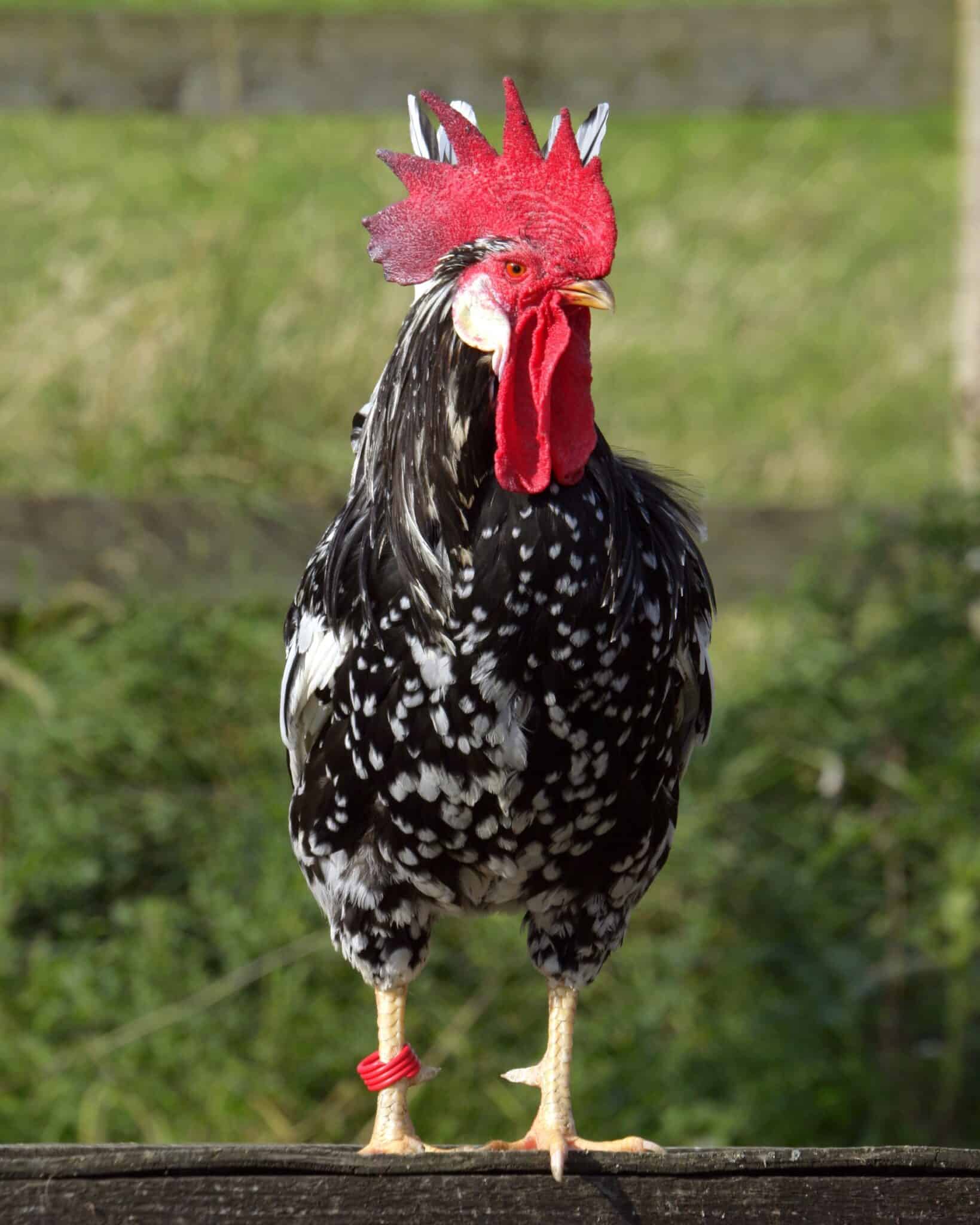 All 19 Black and White Chicken Breeds