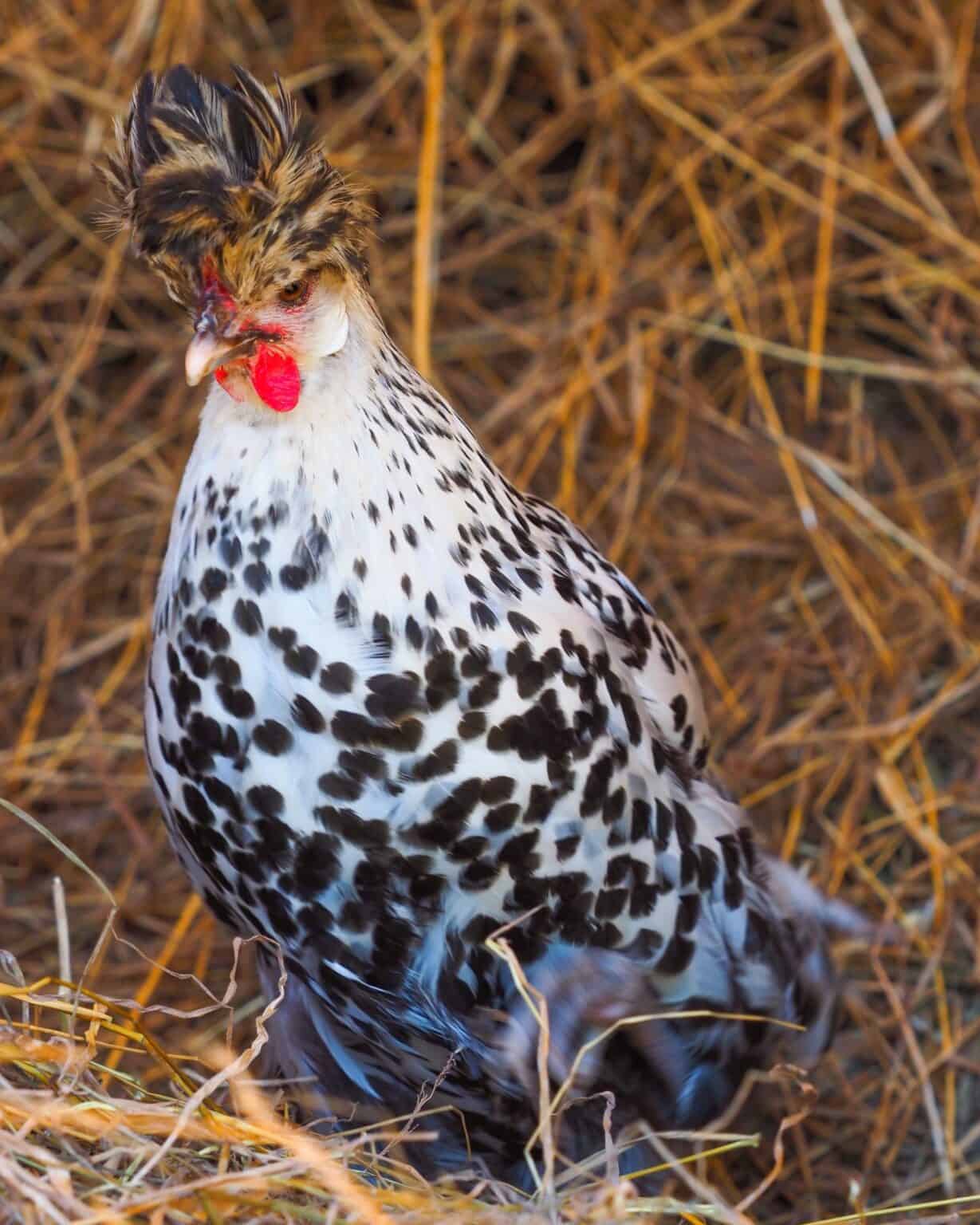 All 19 Black and White Chicken Breeds