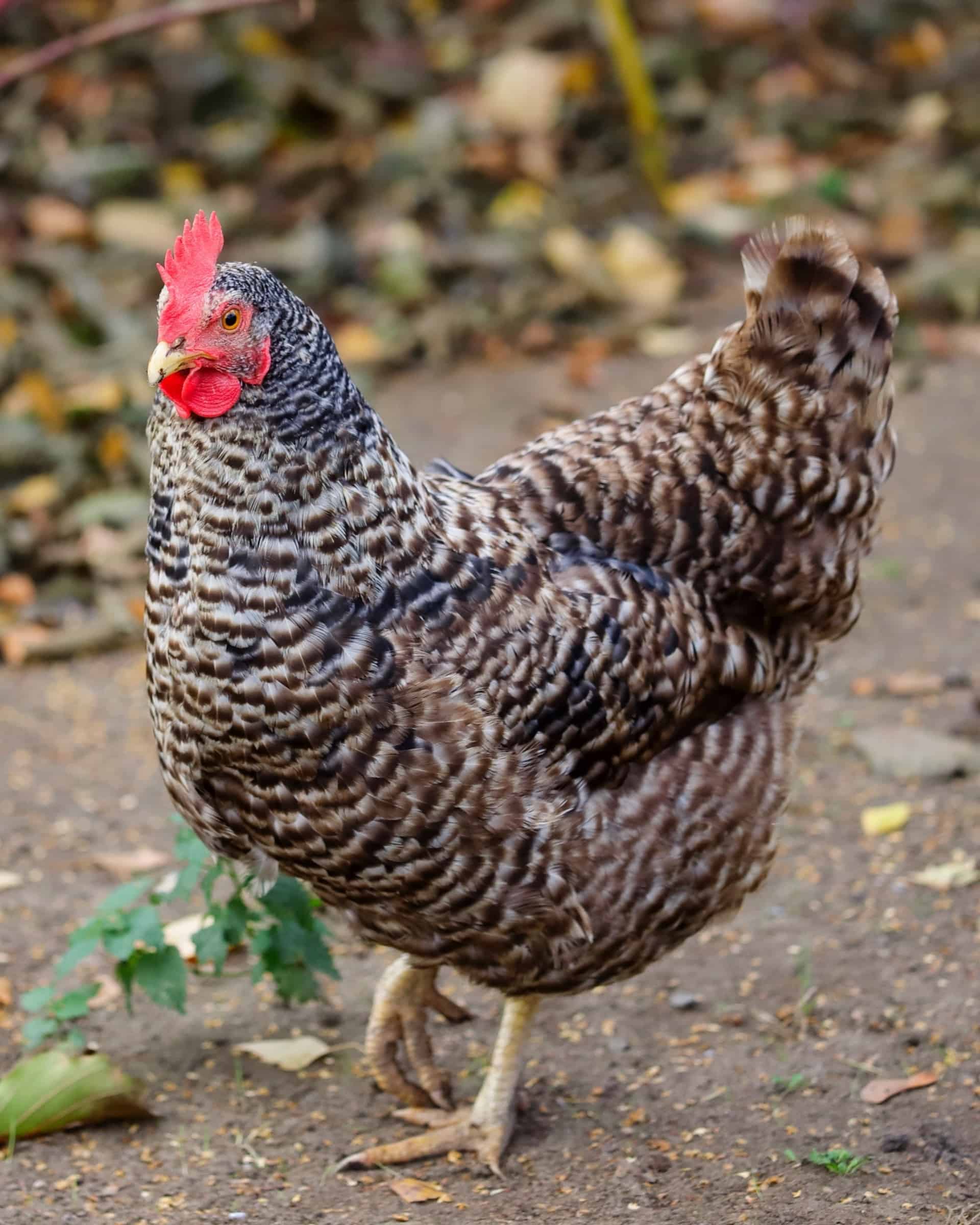 All 19 Black and White Chicken Breeds