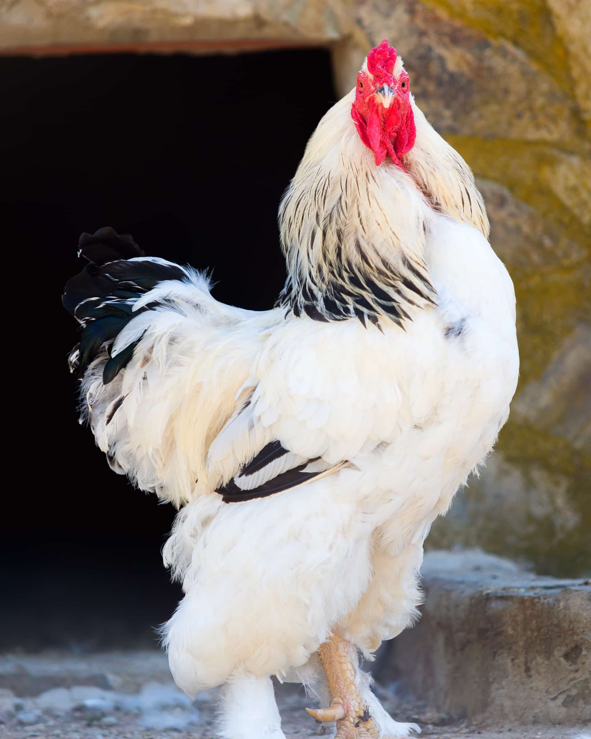 All 19 Black and White Chicken Breeds