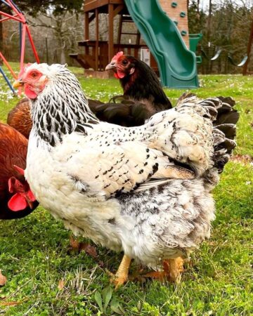 All 19 Black and White Chicken Breeds