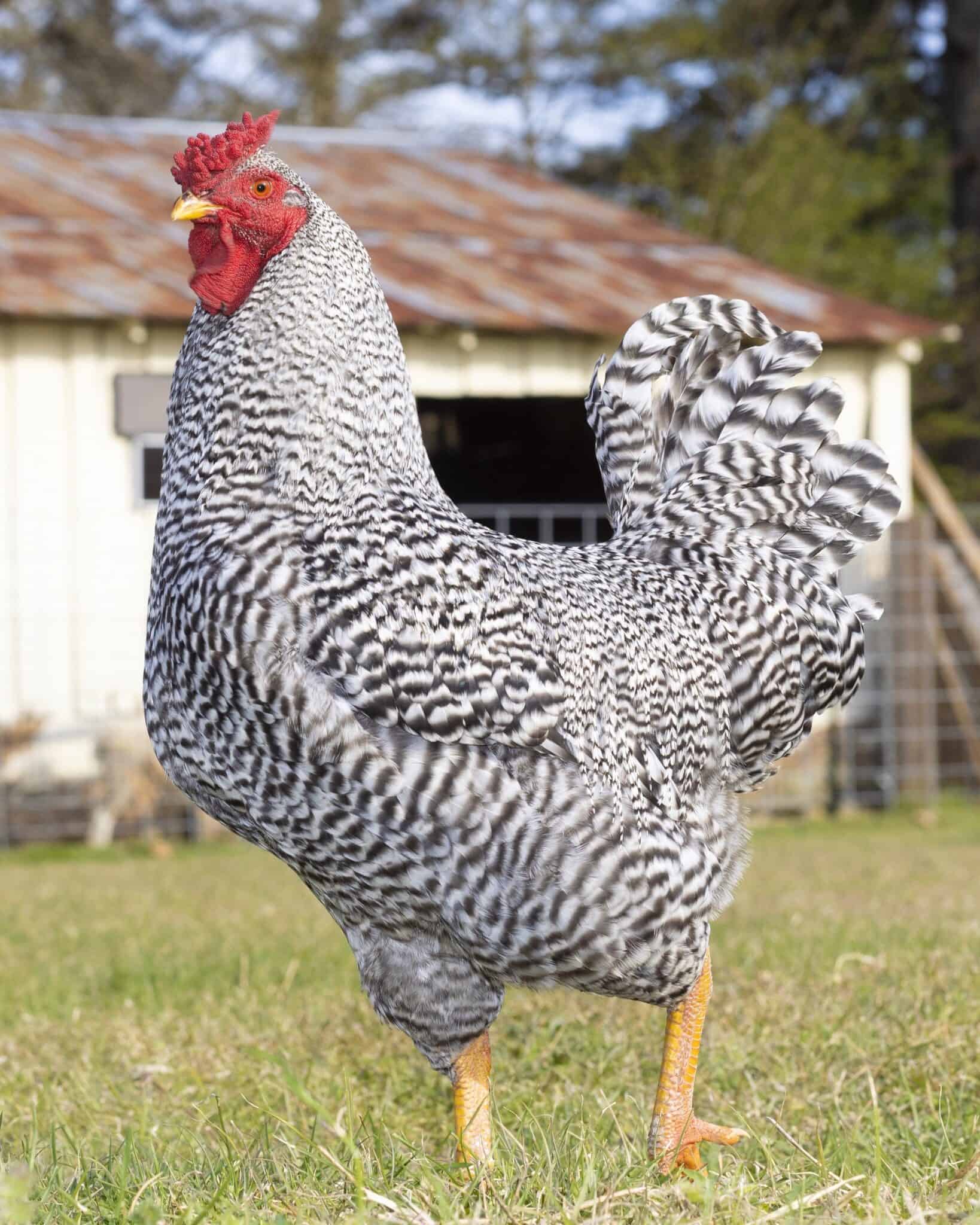 All 19 Black and White Chicken Breeds