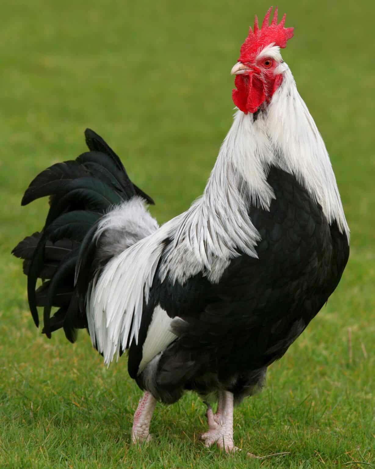 All 19 Black and White Chicken Breeds