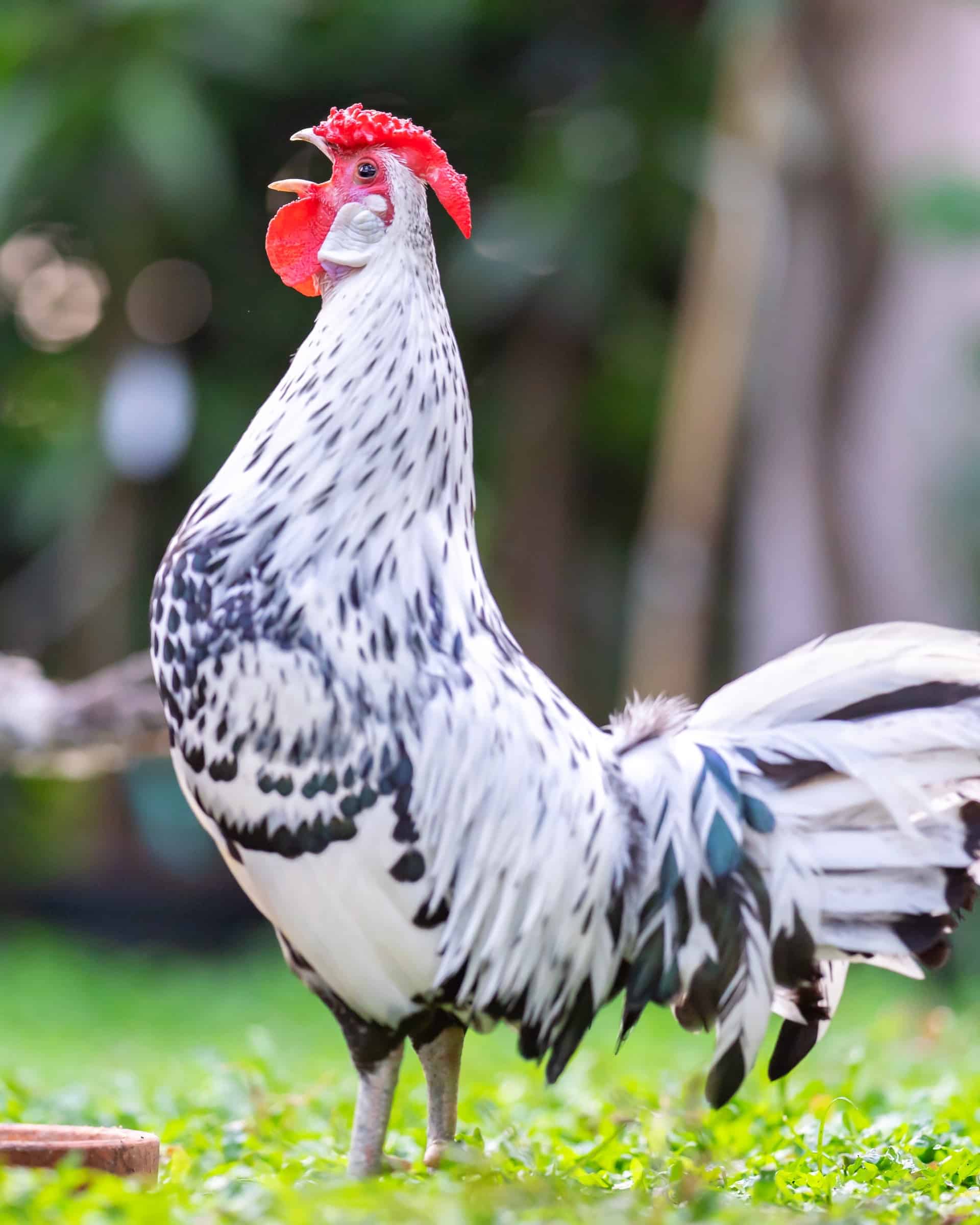 All 19 Black and White Chicken Breeds