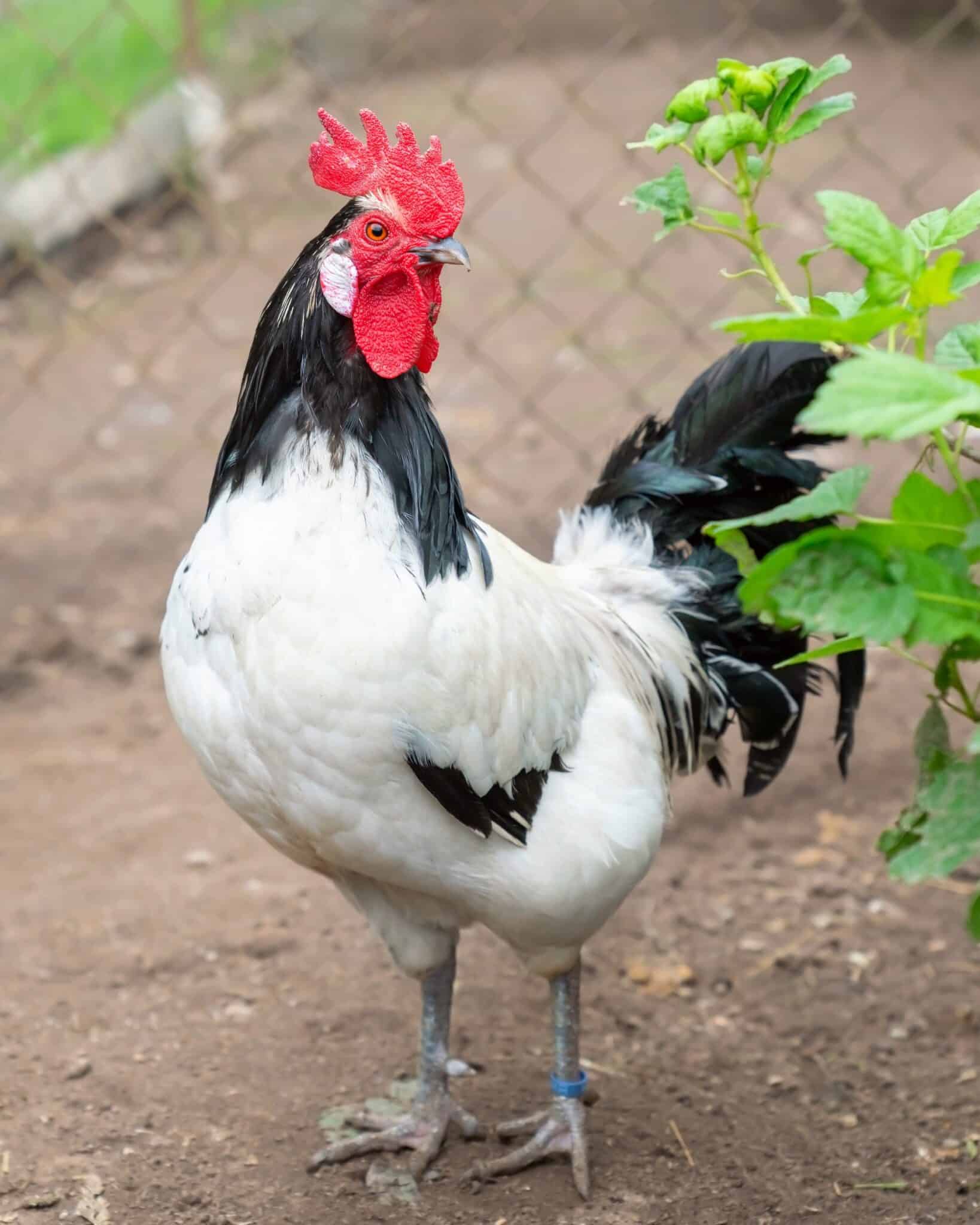 All 19 Black and White Chicken Breeds
