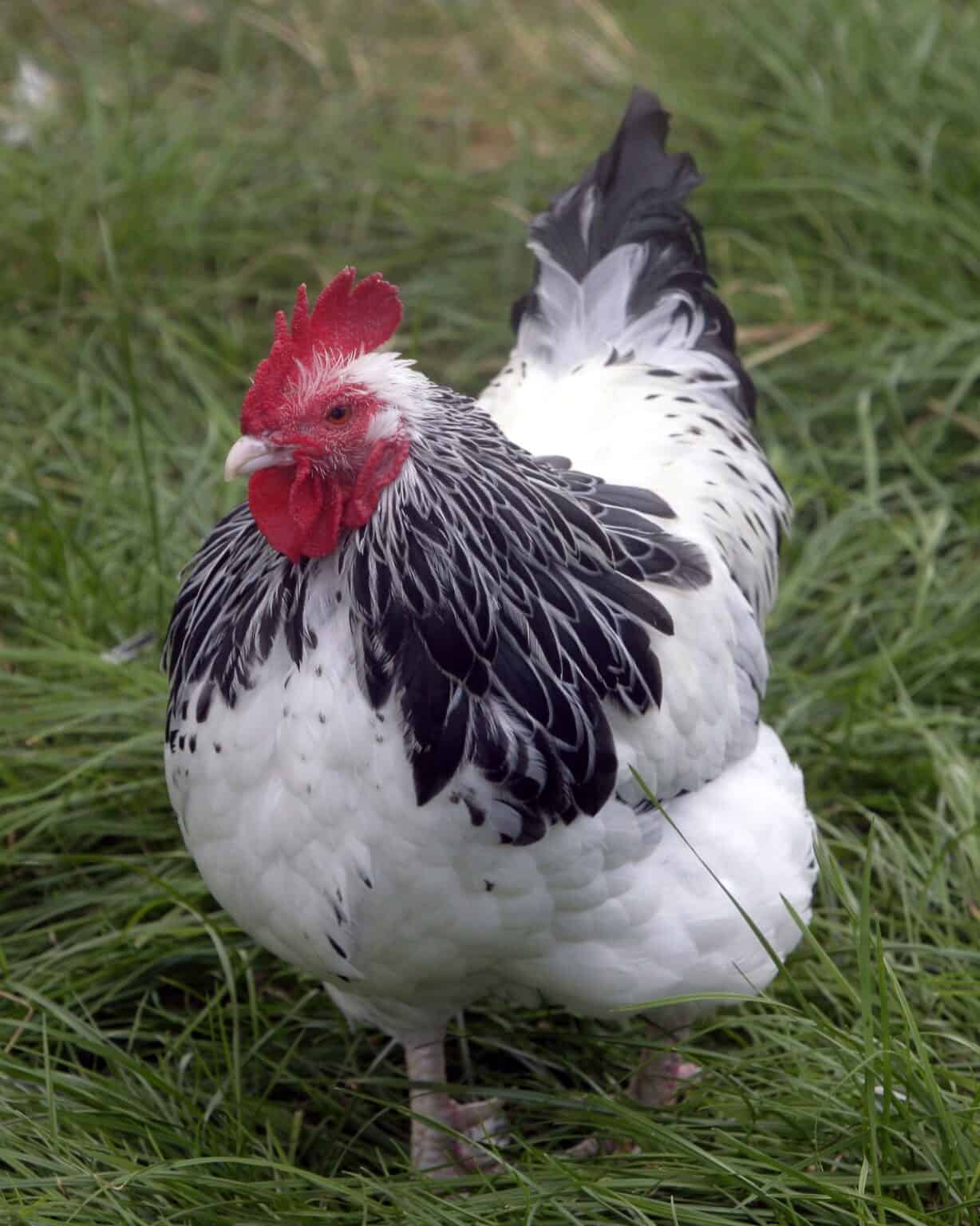 All 19 Black and White Chicken Breeds